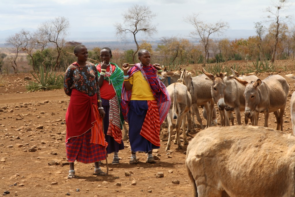 World Vets - to improve the quality of life of animals, people & the ...