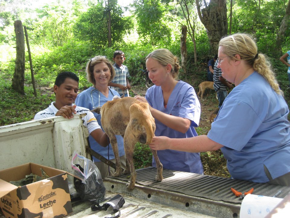 rural clinics - World Vets - to improve the quality of life of animals ...