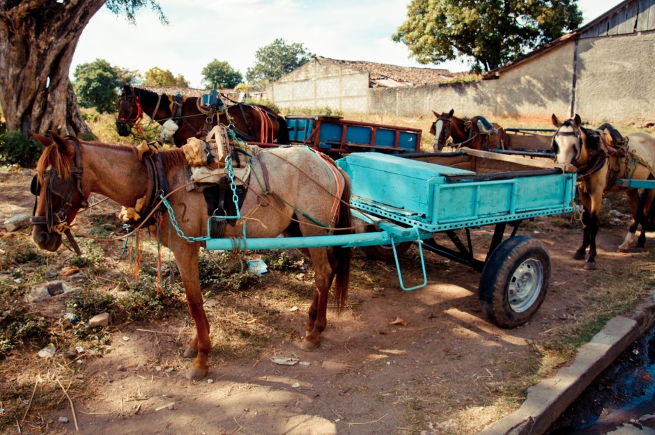 Veterinary Field Projects - World Vets - to improve the quality of life ...