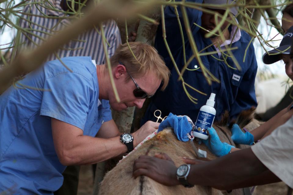 Running mobile Donkey Welfare Clinics in Tanzania - World Vets - to ...