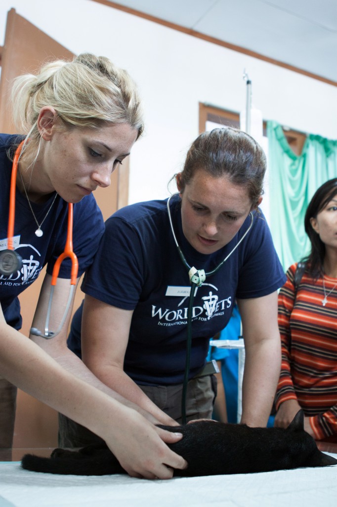 Providing Veterinary Aid and Support in Indonesia - World Vets - to ...