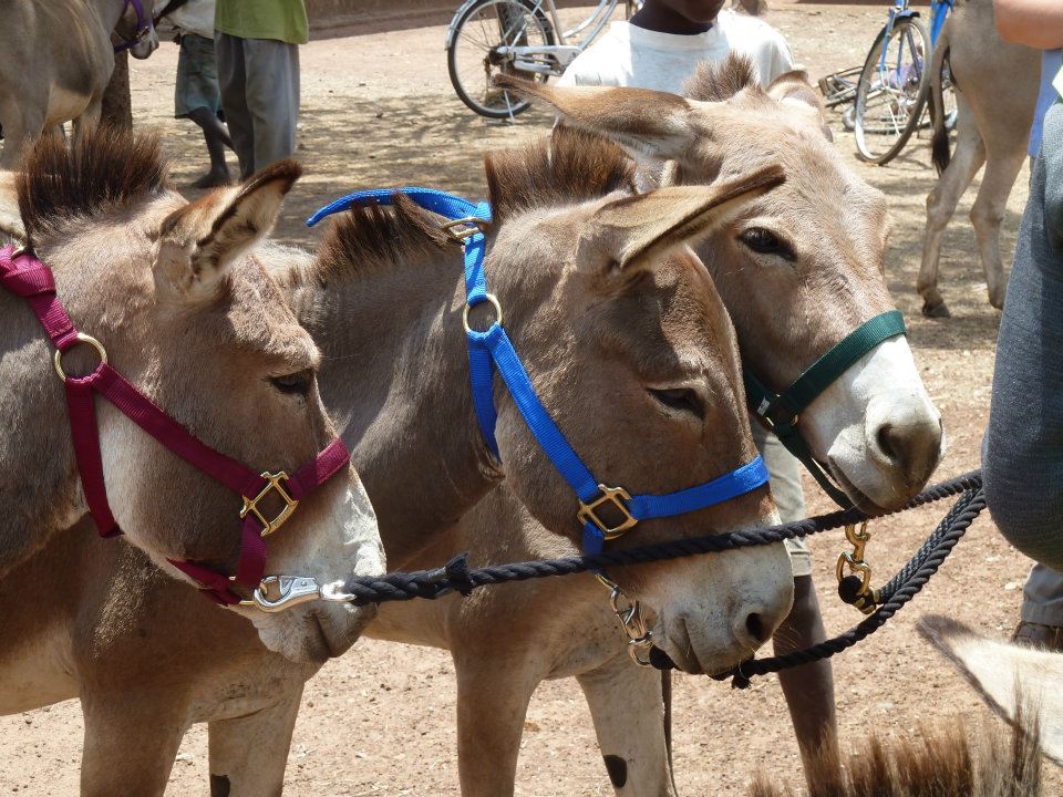Contribute to Donkey Welfare in Tanzania - World Vets - to improve the ...