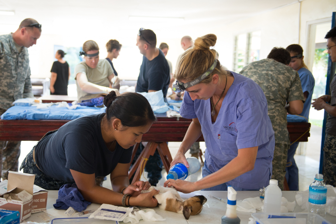 World Vets Working in Tonga; Farm Calls, Education & Spay/Neuter ...
