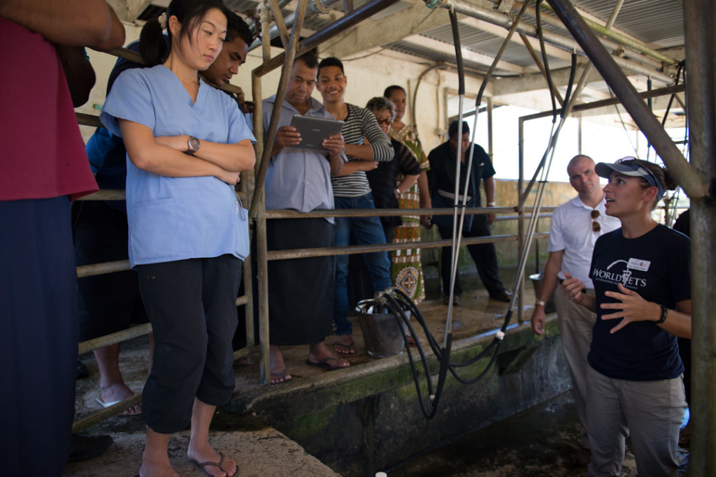 World Vets Working in Tonga; Farm Calls, Education & Spay/Neuter ...