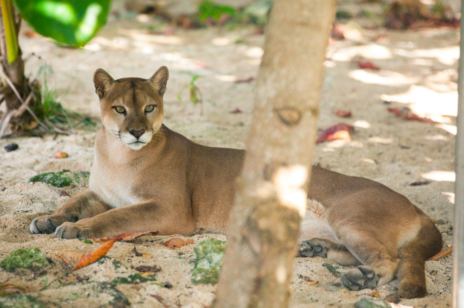 Roatan, Honduras (Wildlife/Exotics) - World Vets - to improve the ...