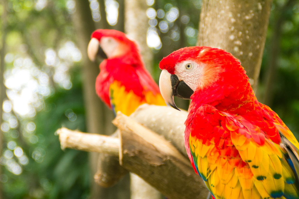 Roatan, Honduras (Wildlife/Exotics) - World Vets - to improve the ...