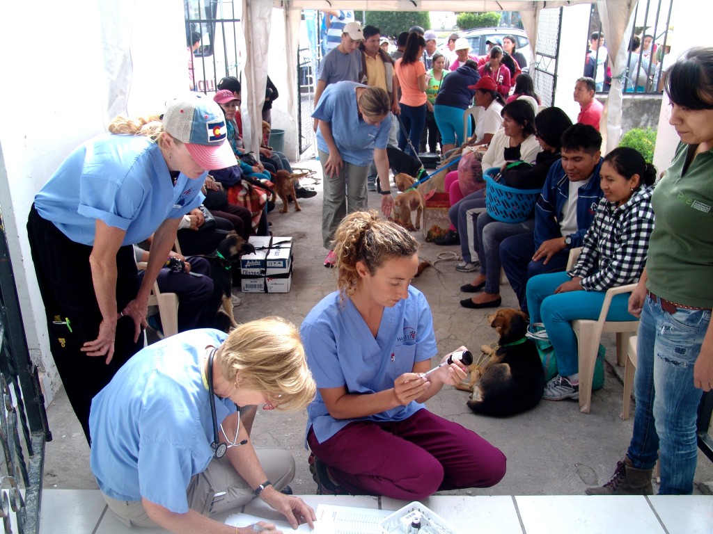 Volunteer this Summer! Veterinary Field Project Opportunities - World ...