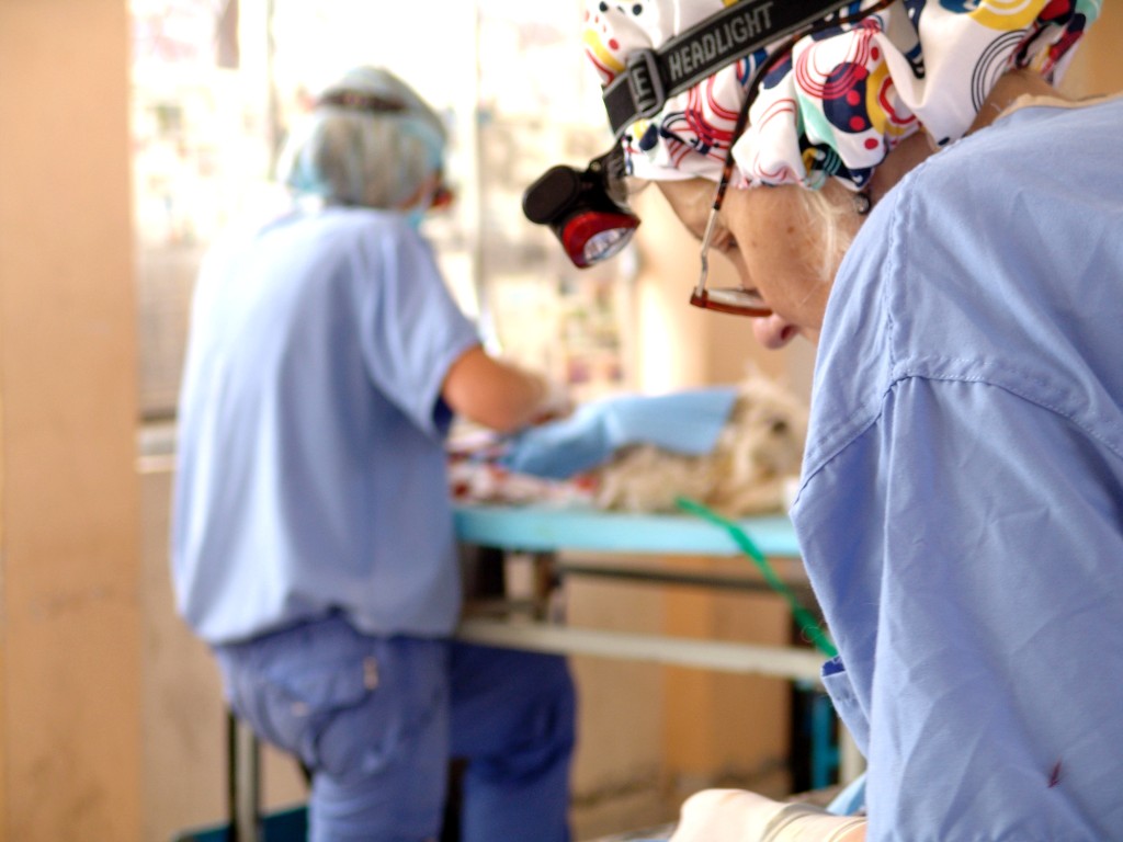 Volunteer this Summer! Veterinary Field Project Opportunities - World ...