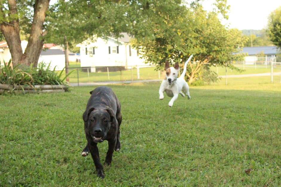 Adoption Story: Roo - World Vets - to improve the quality of life of ...