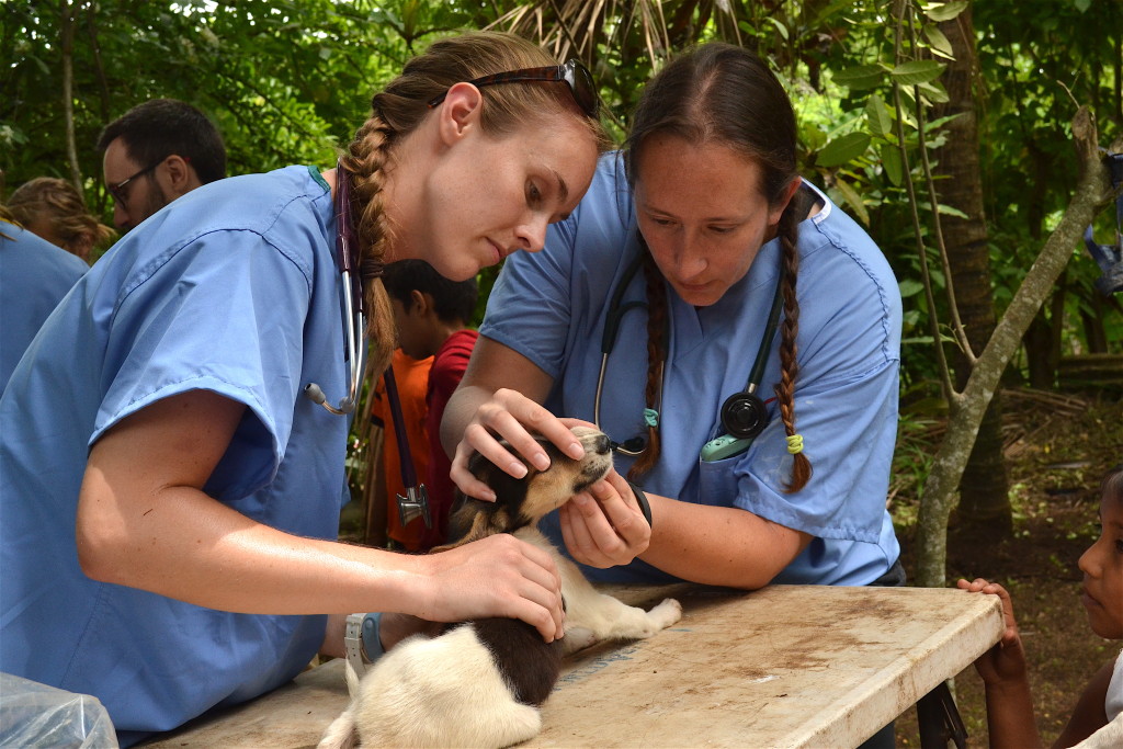 IVM Program: Spring Session 2 - World Vets - to improve the quality of ...