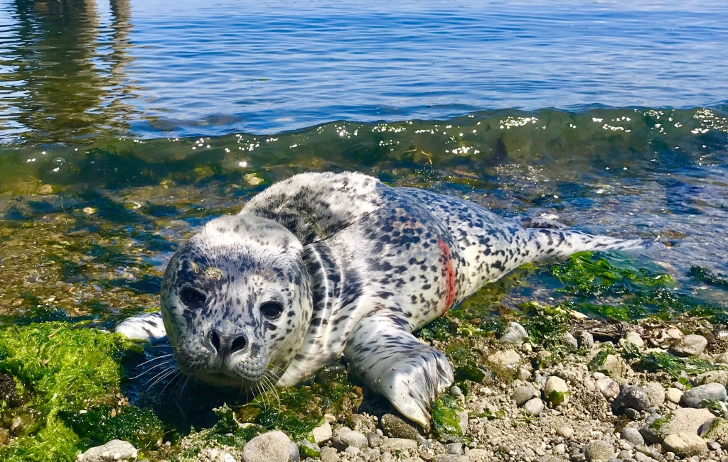 World Vets - to improve the quality of life of animals, people & the ...