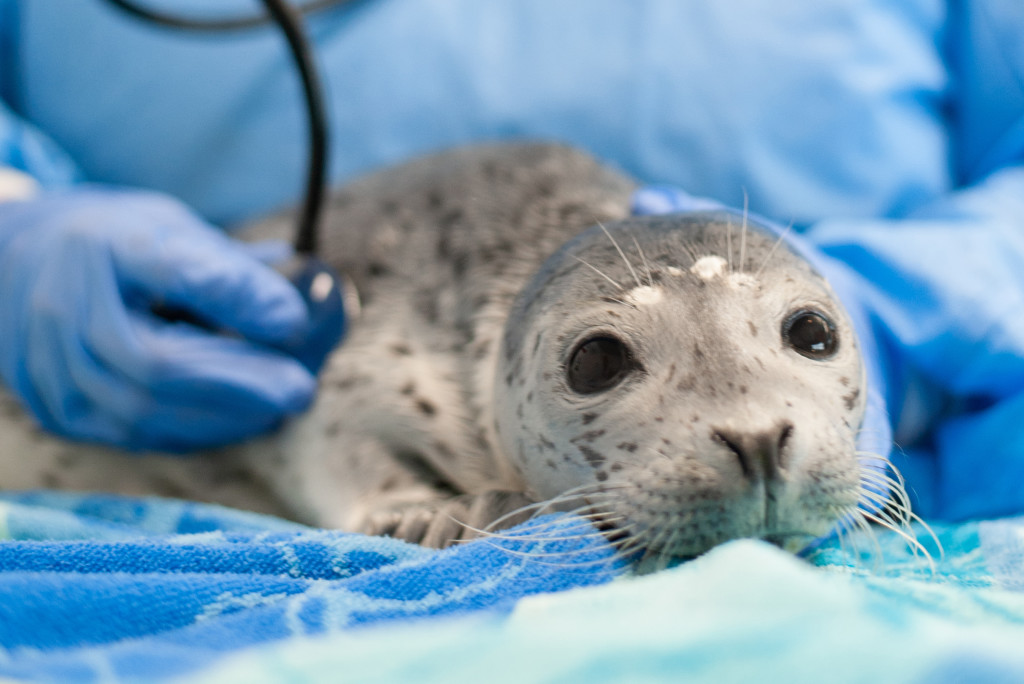 World Vets - to improve the quality of life of animals, people & the ...