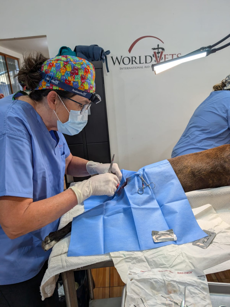 News Updates - World Vets - to improve the quality of life of animals ...