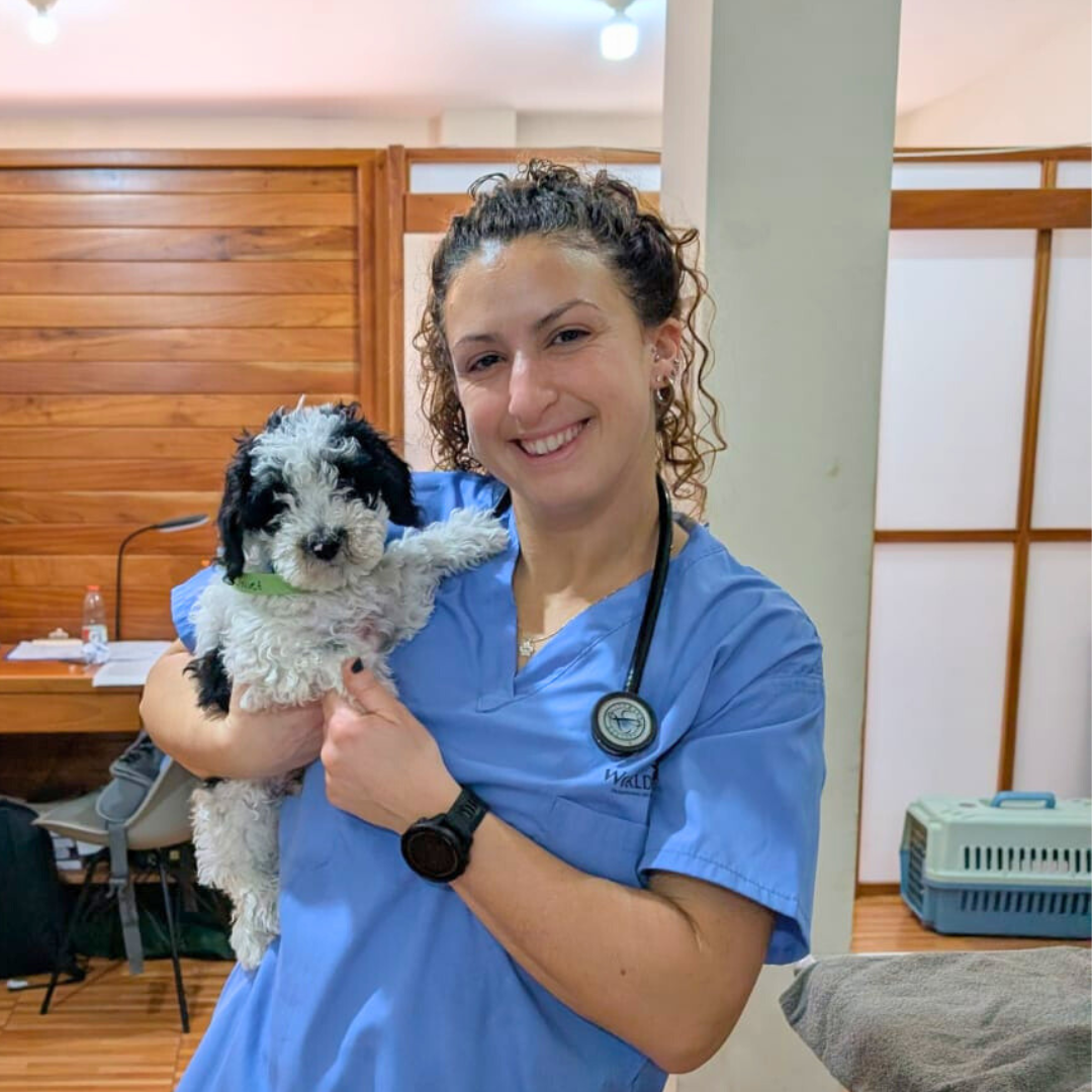 News Updates - World Vets - to improve the quality of life of animals ...